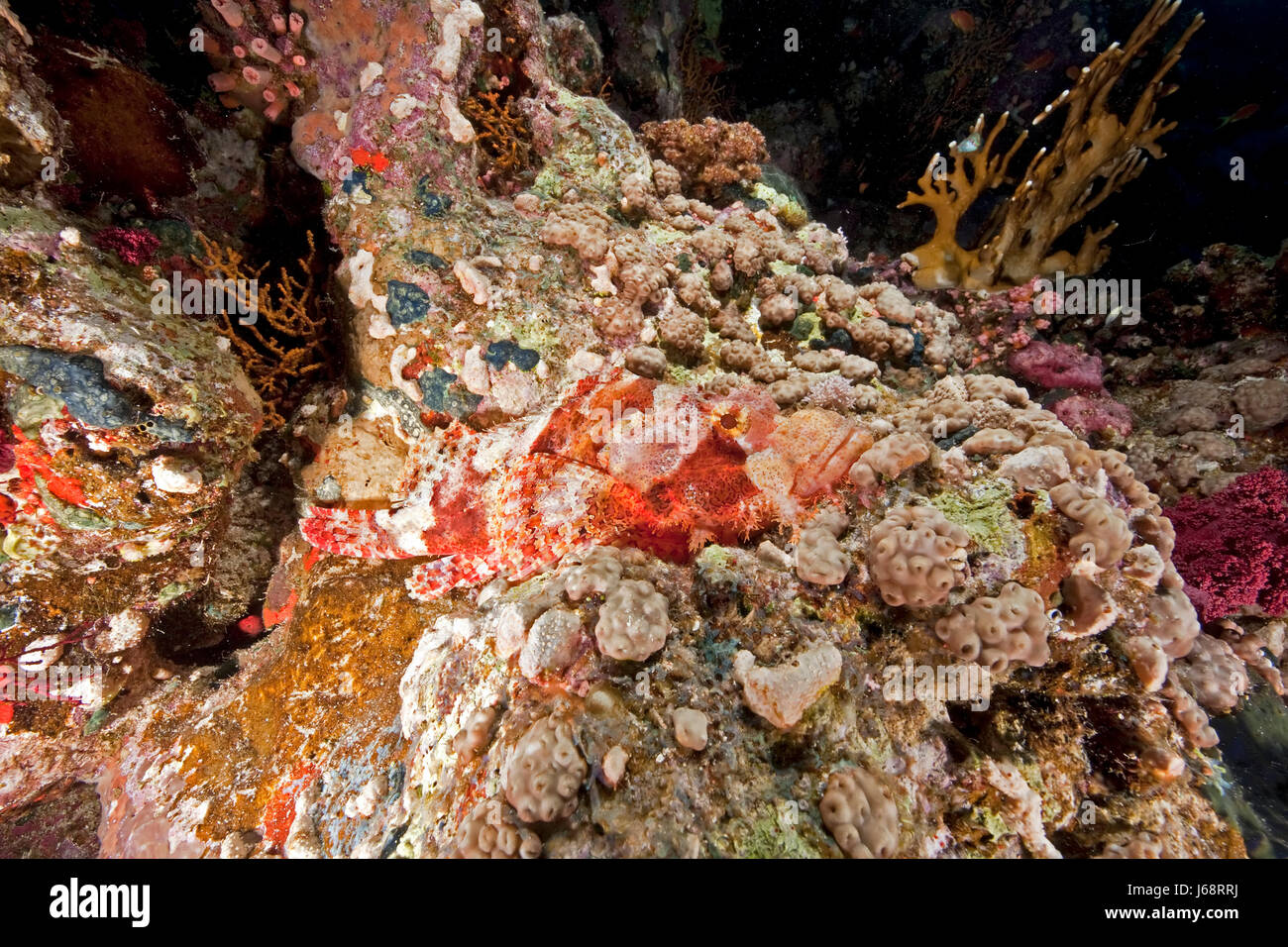 blue animal fish underwater exotic wet tropical navy marine diving ...