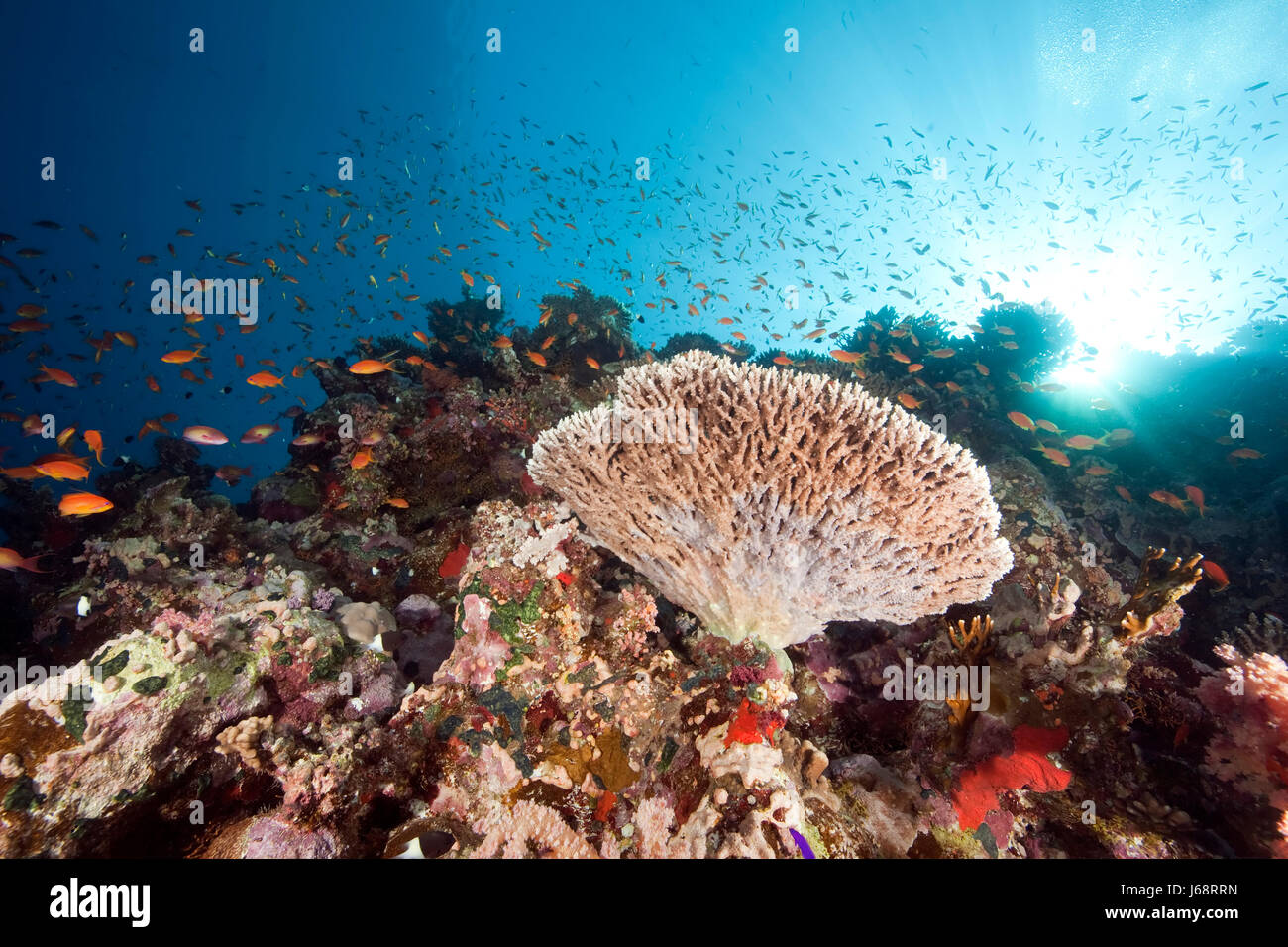 blue animal fish sunlight underwater ray exotic wet sunbeam sunshine ...