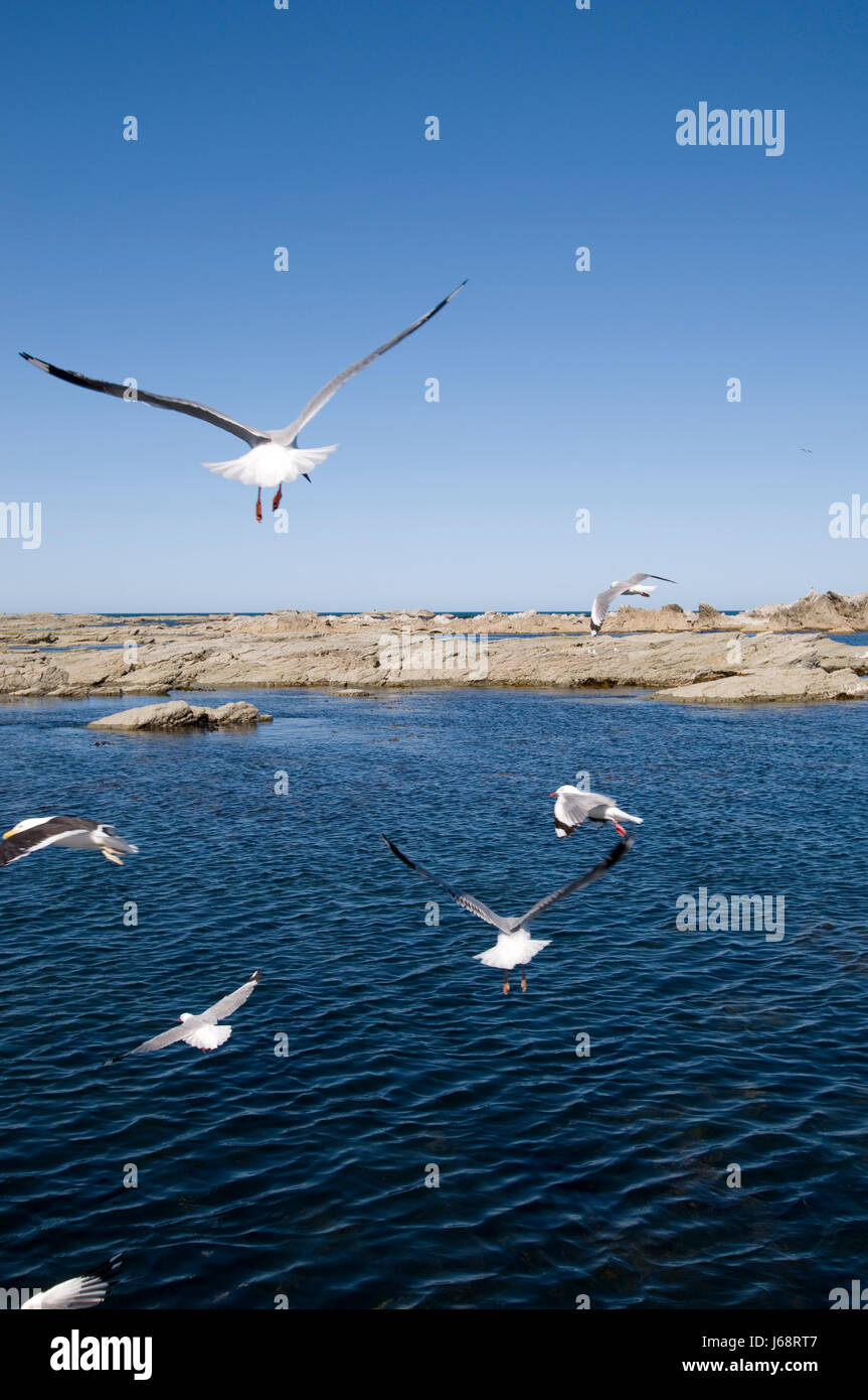 flight bird salt water sea ocean water fly flies flys flying seagull ...