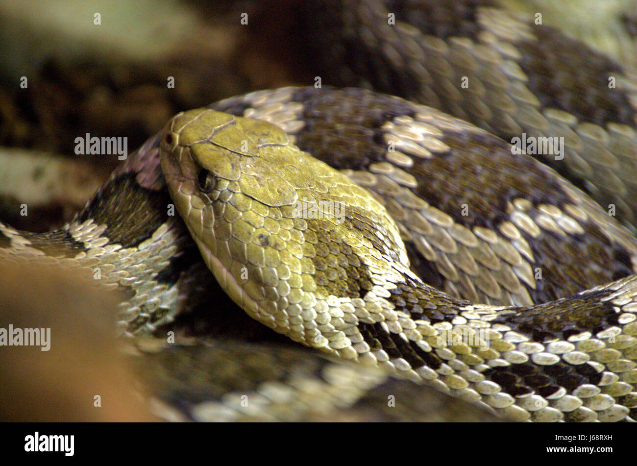 Asp vipers hi-res stock photography and images - Alamy