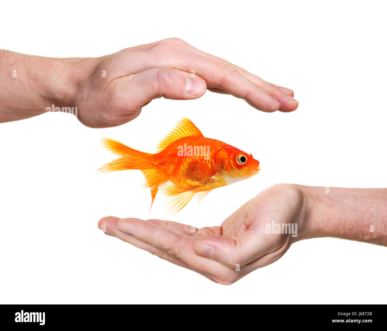 hand hands goldfish catching gesture danger finger detail isolated ...