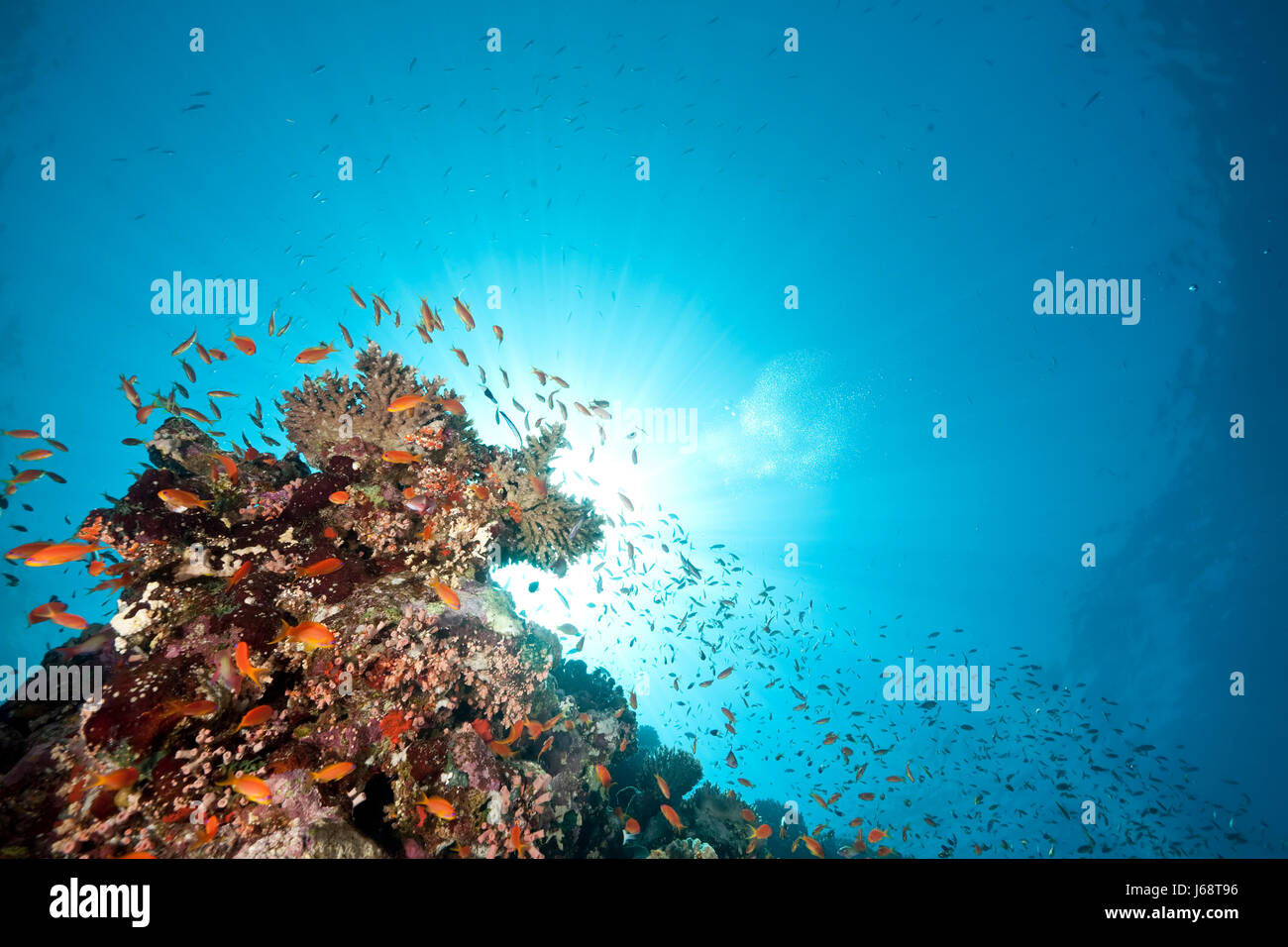 blue animal fish sunlight underwater ray exotic wet sunbeam sunshine ...