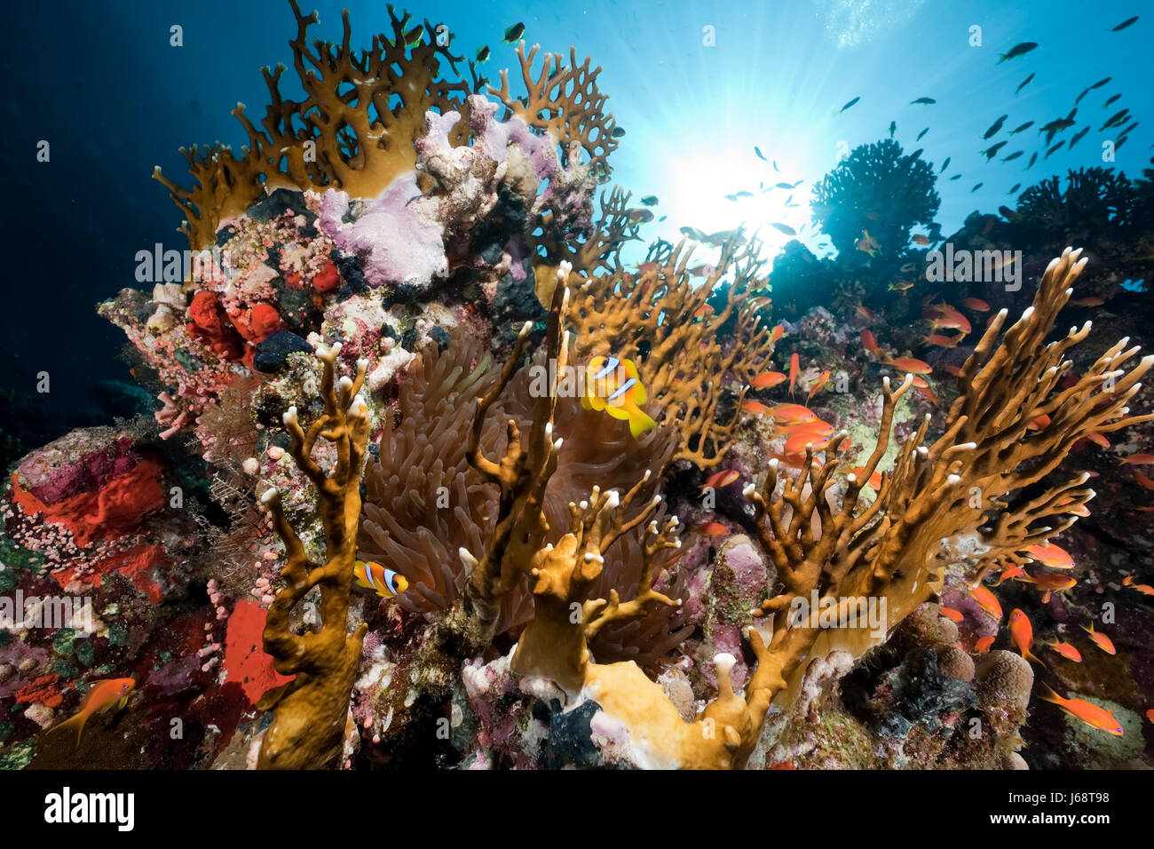 blue animal fish sunlight underwater ray exotic wet sunbeam sunshine ...