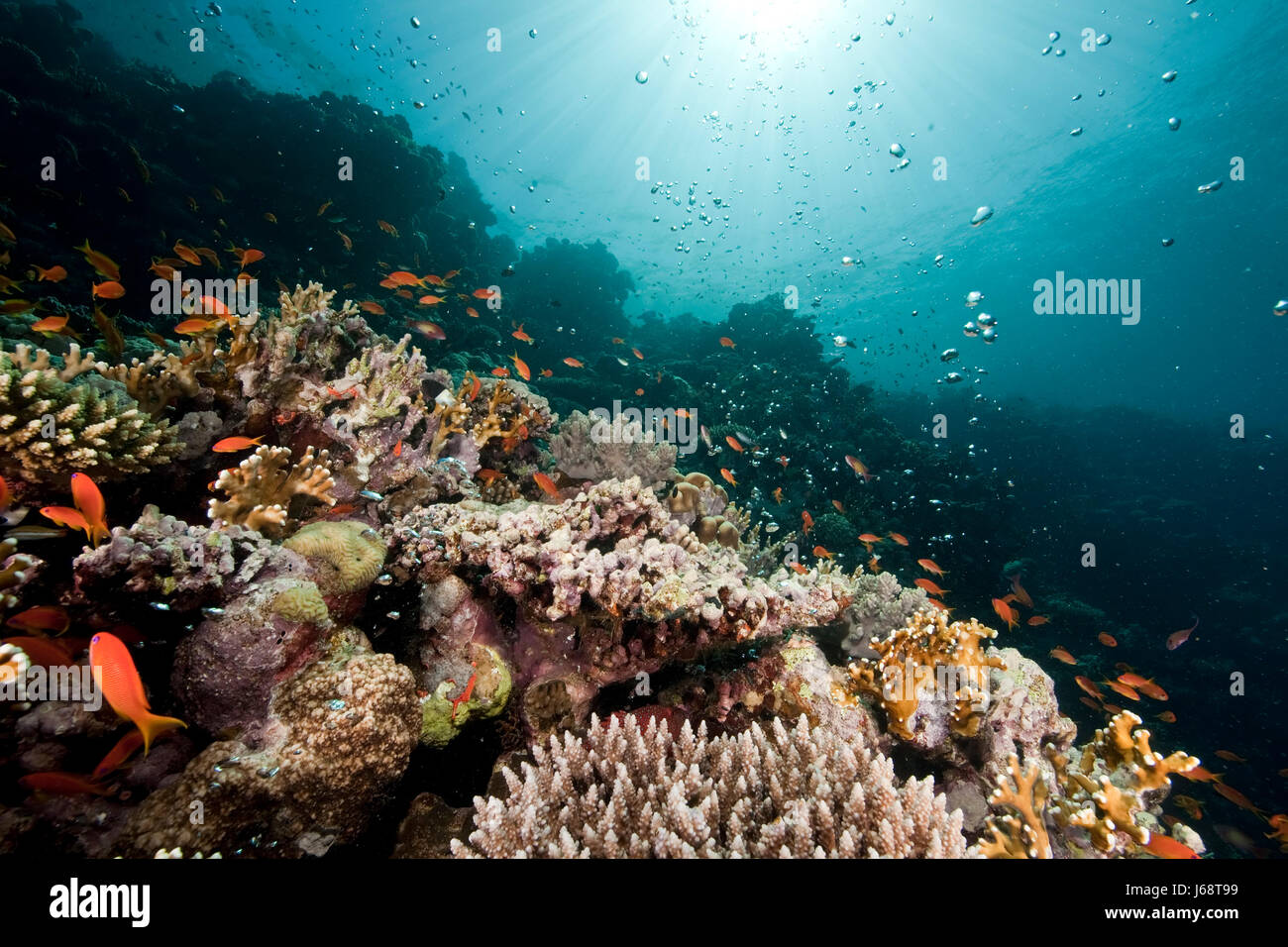 blue animal fish sunlight underwater ray exotic wet sunbeam sunshine ...