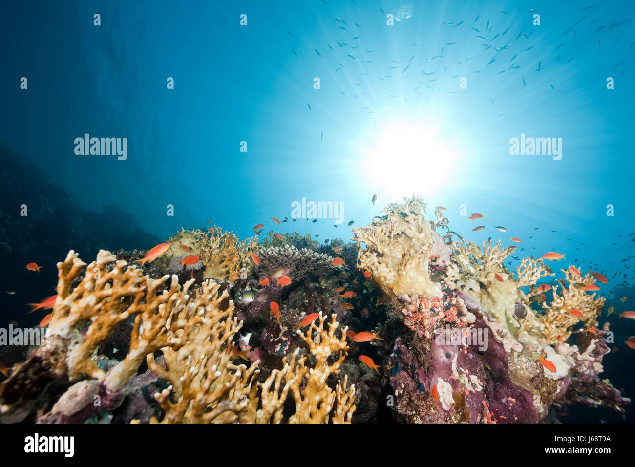 blue animal fish sunlight underwater ray exotic wet sunbeam sunshine ...