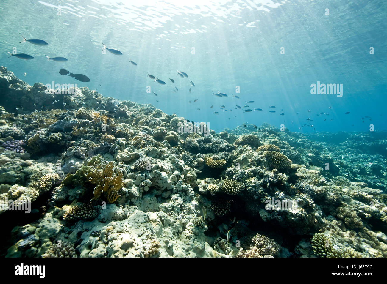 blue animal fish sunlight underwater ray exotic wet sunbeam sunshine ...