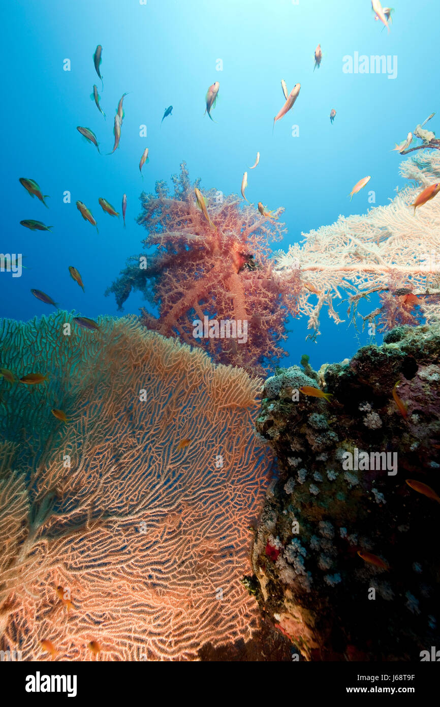 blue animal fish sunlight underwater ray exotic wet sunbeam sunshine ...