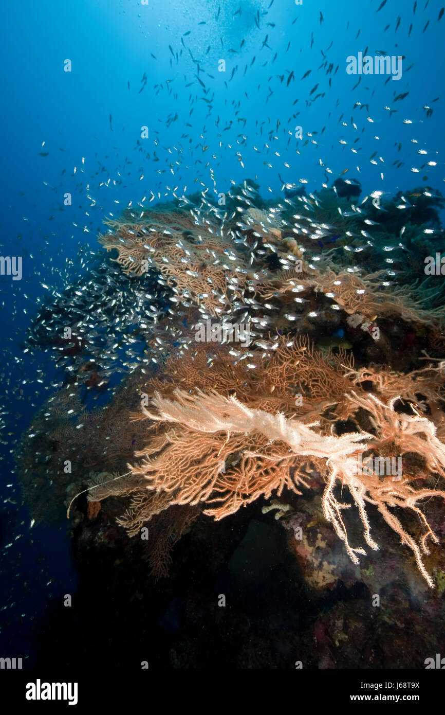 blue animal fish sunlight underwater ray exotic wet sunbeam sunshine ...