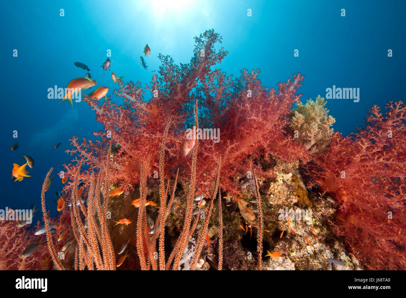 blue animal fish sunlight underwater ray exotic wet sunbeam sunshine ...