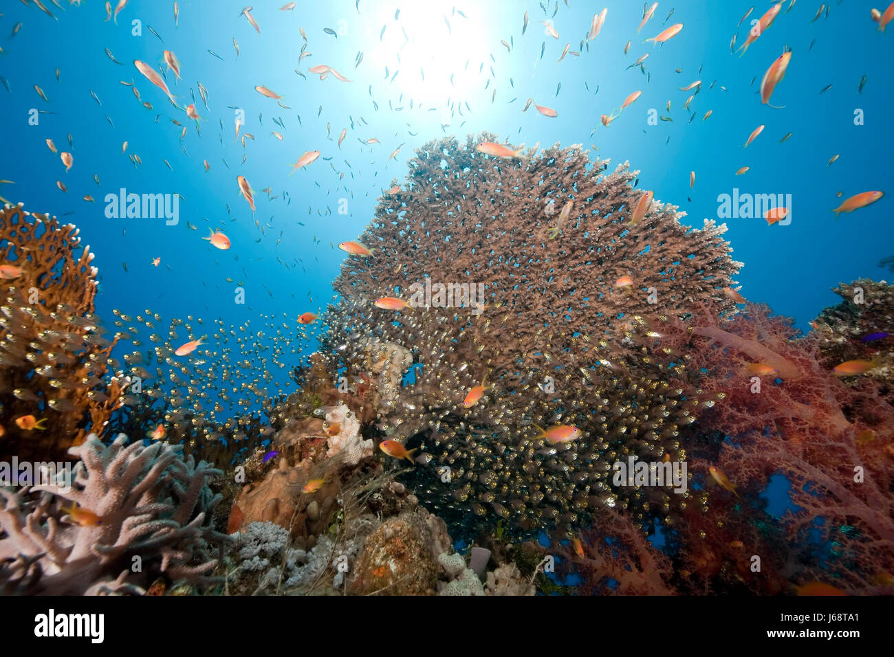 blue animal fish sunlight underwater ray exotic wet sunbeam sunshine ...