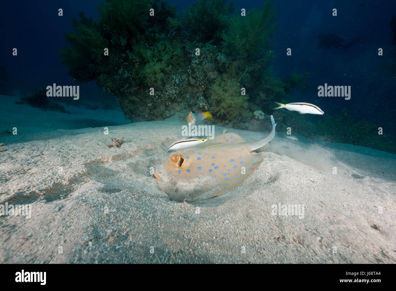 blue animal fish underwater ray exotic wet tropical navy marine ...