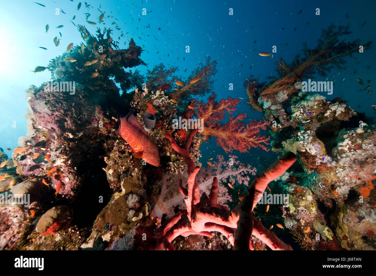 blue animal fish sunlight underwater ray exotic wet sunbeam sunshine ...