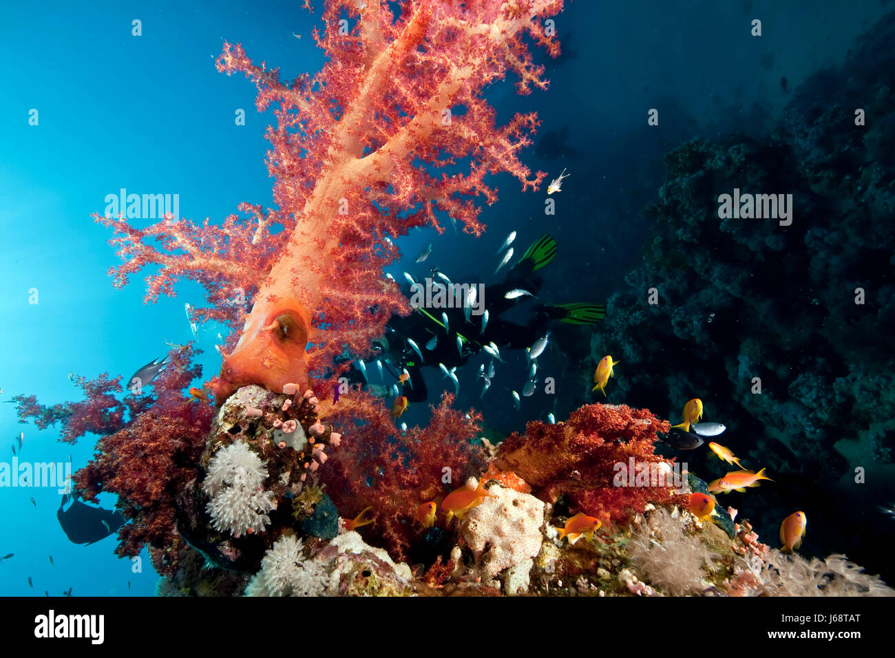 blue animal fish sunlight underwater ray exotic wet sunbeam sunshine ...