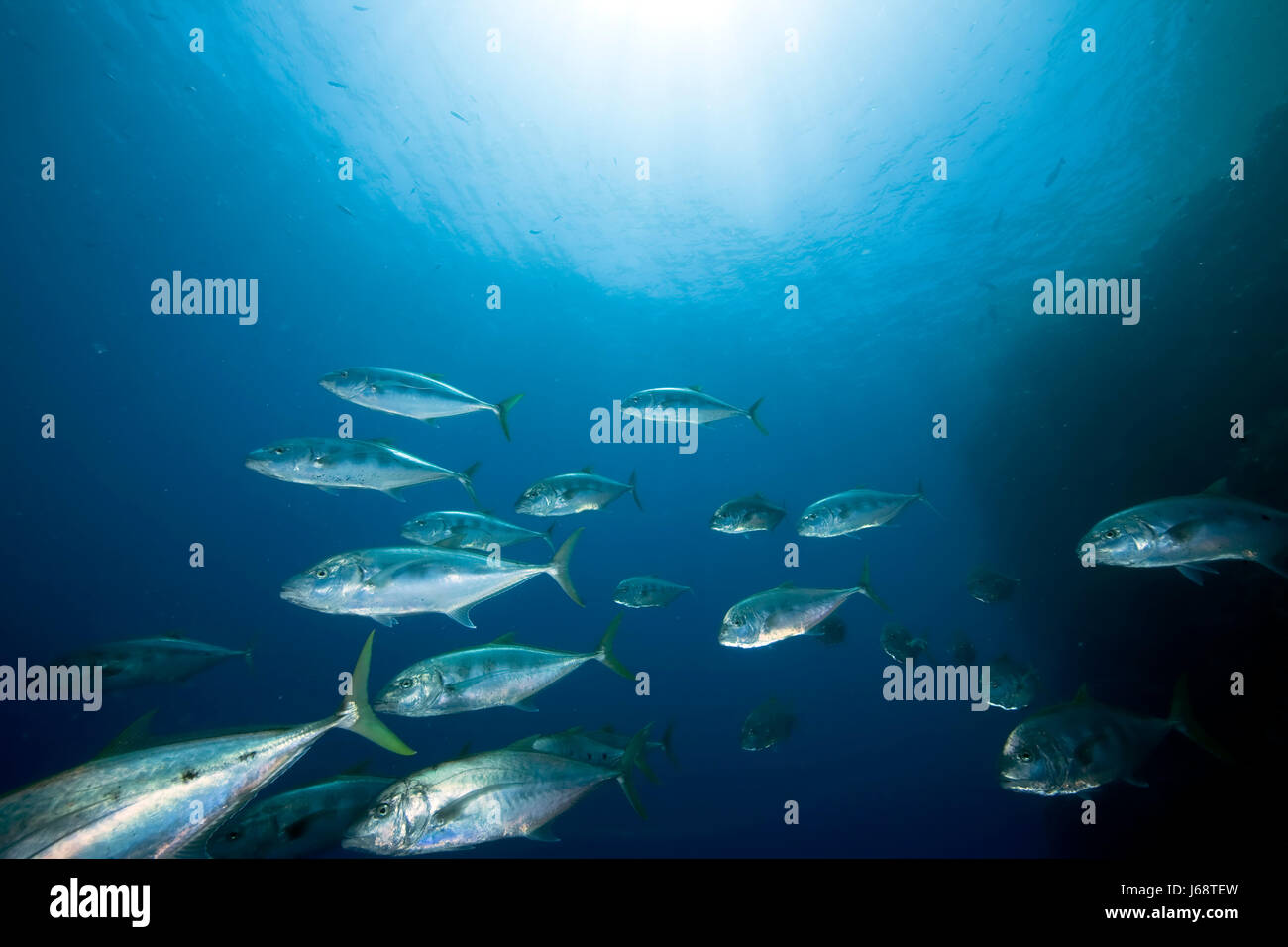 blue animal fish sunlight underwater ray exotic wet sunbeam sunshine ...