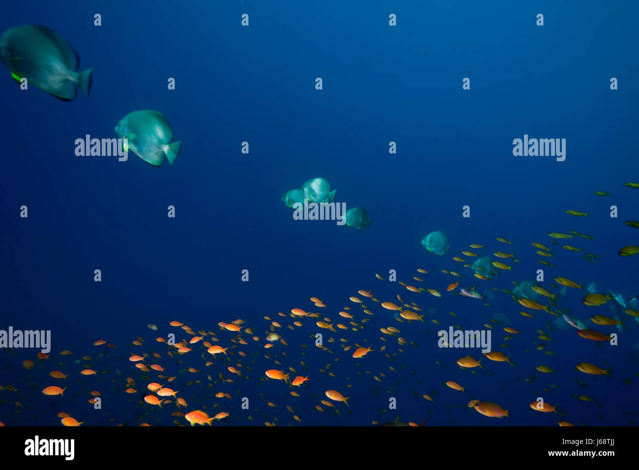 blue animal fish underwater exotic wet tropical navy marine ripple ...