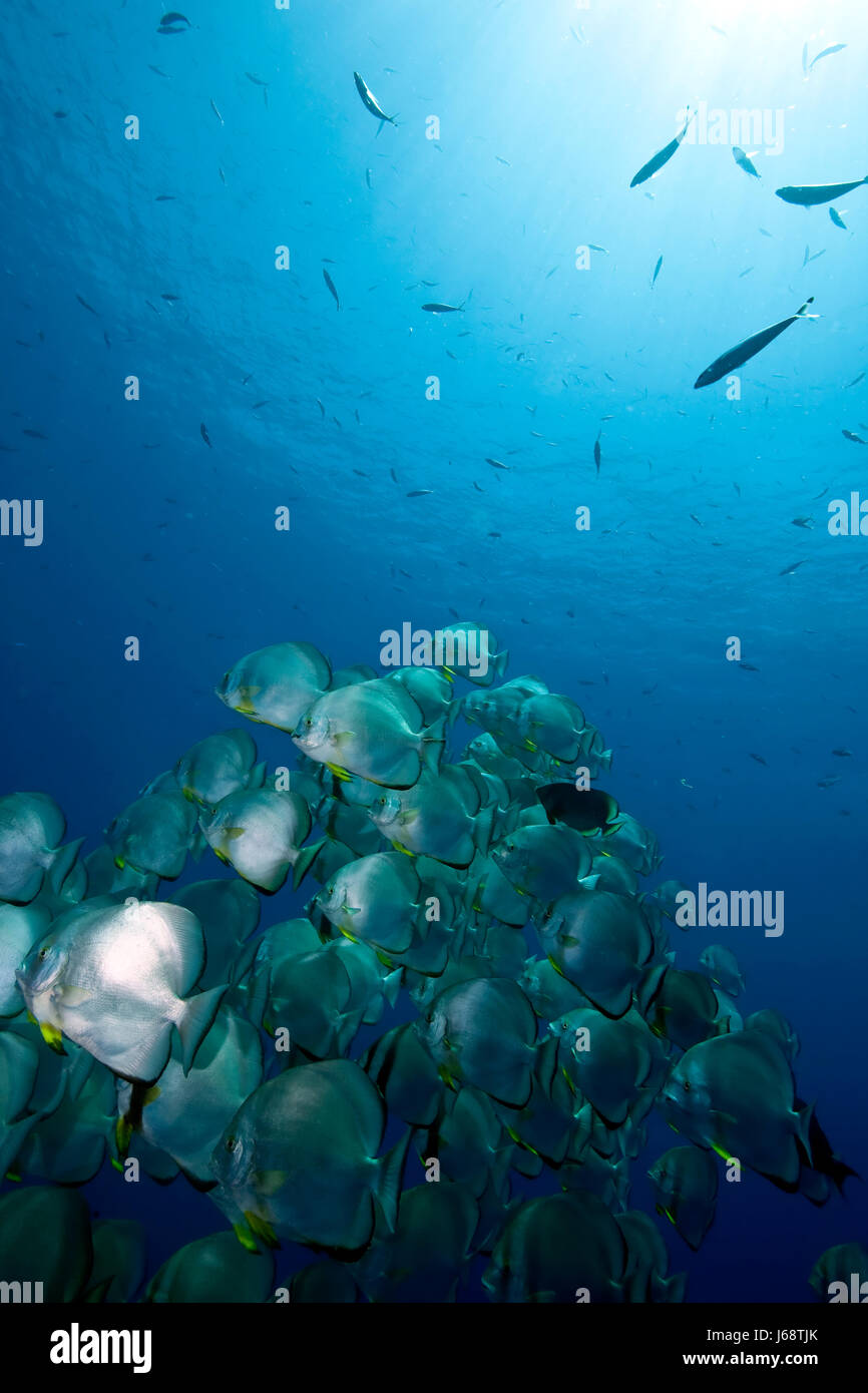 blue animal fish sunlight underwater ray exotic wet sunbeam sunshine ...