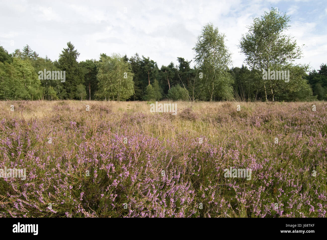 Lneburger Heide High Resolution Stock Photography and Images - Alamy