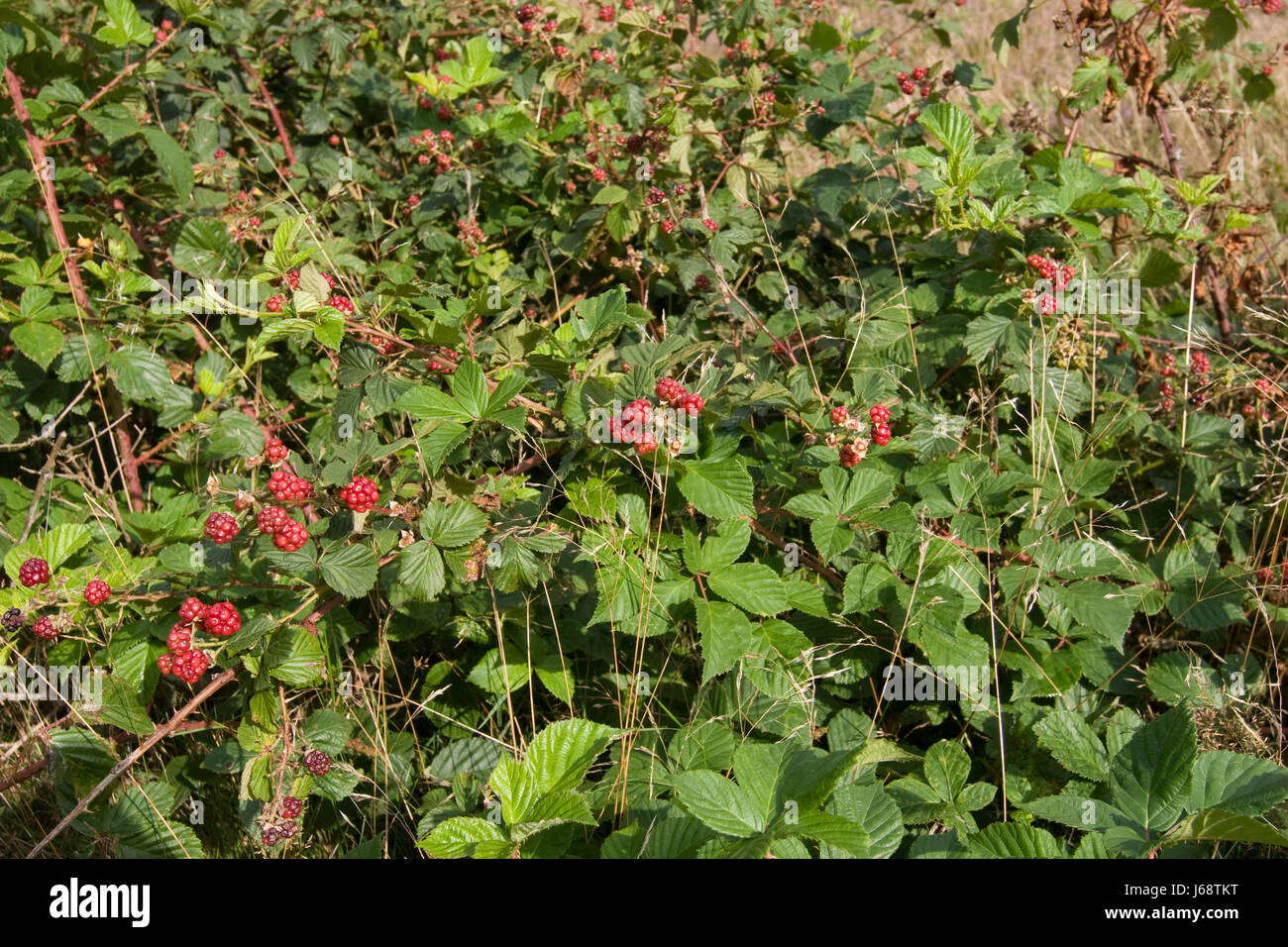 Wildfrchte hi-res stock photography and images - Alamy