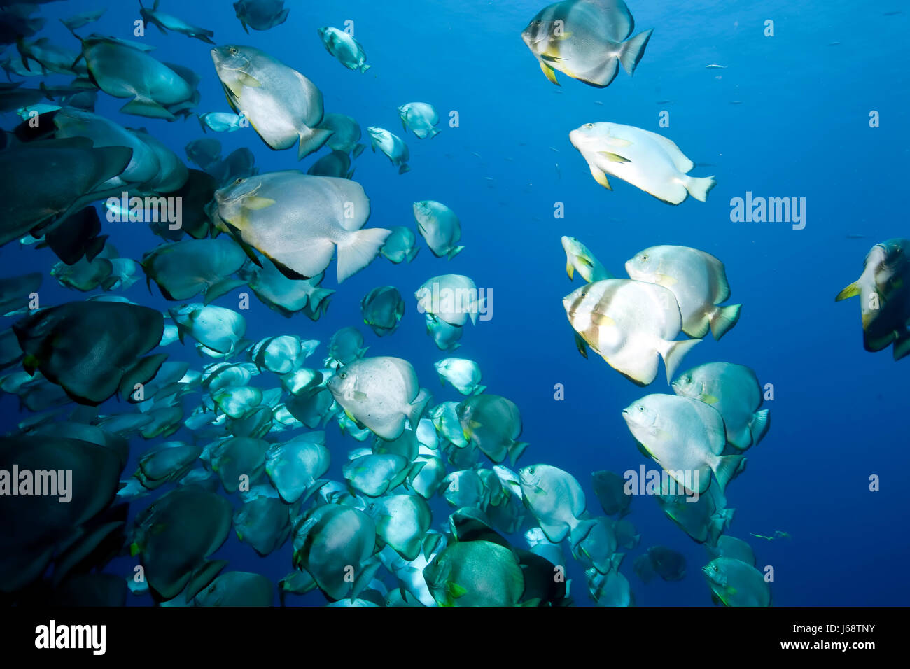 blue animal fish sunlight underwater ray exotic wet sunbeam sunshine ...