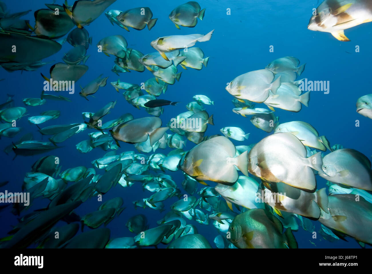 blue animal fish sunlight underwater ray exotic wet sunbeam sunshine ...