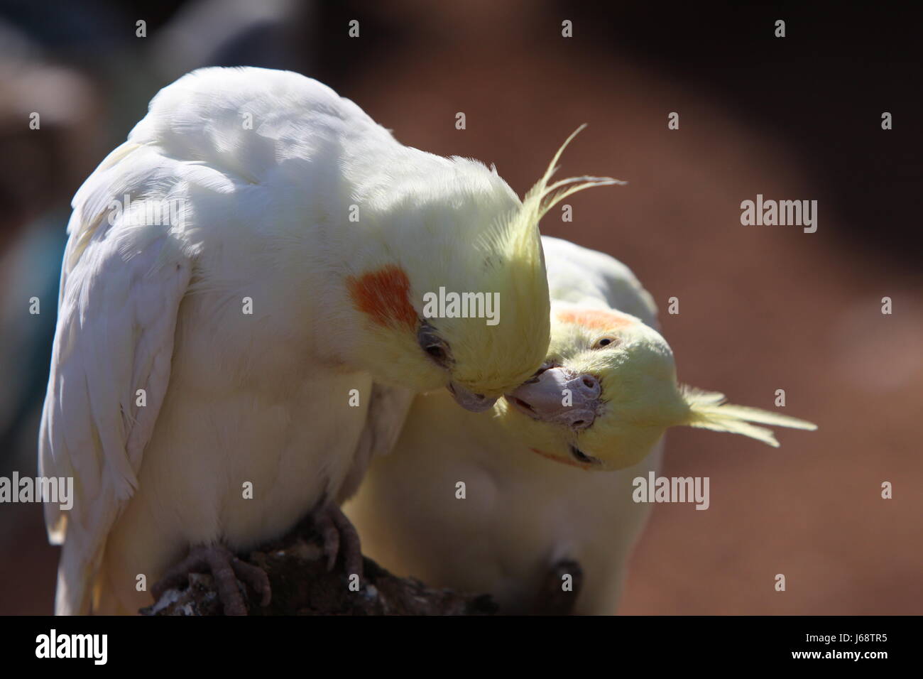 Lutino cockatiel hi-res stock photography and images - Alamy