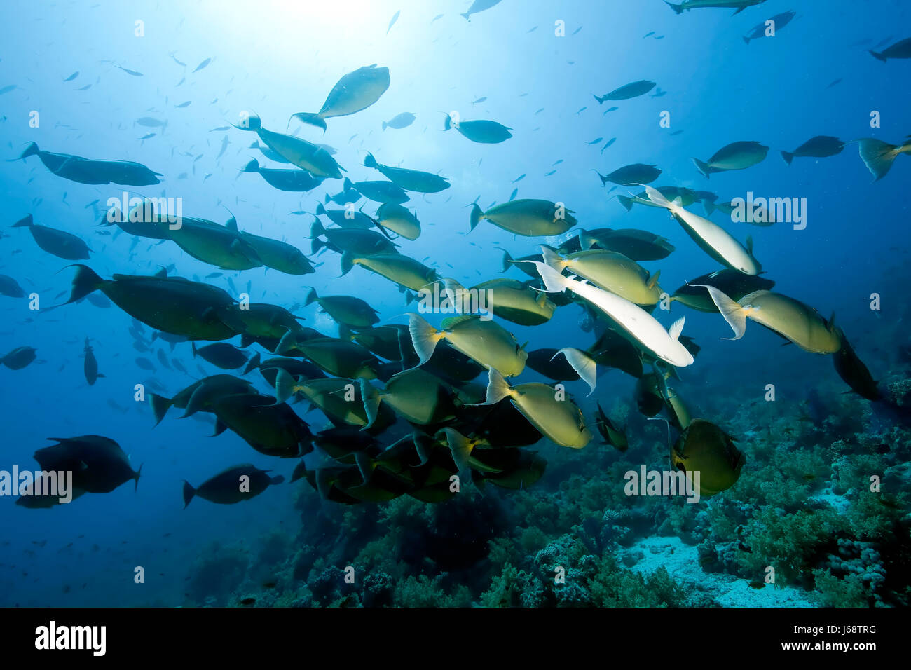 blue animal fish sunlight underwater ray exotic wet sunbeam sunshine ...
