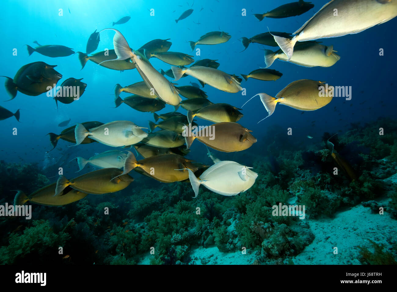 blue animal fish sunlight underwater ray exotic wet sunbeam sunshine ...