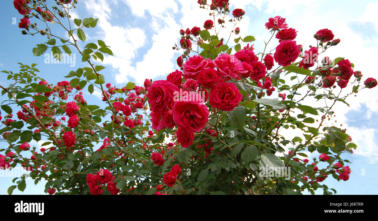roses in the sky Stock Photo - Alamy