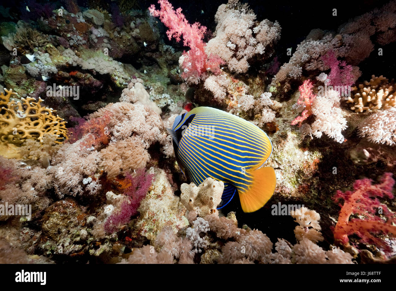 blue animal fish underwater exotic wet tropical navy marine diving ...
