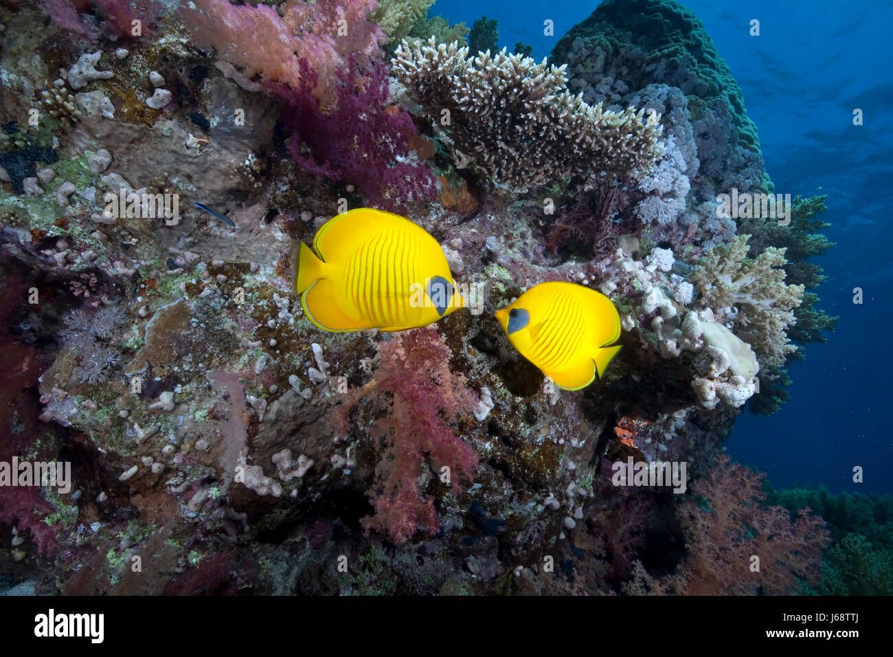 blue animal fish underwater exotic wet tropical navy marine diving ...