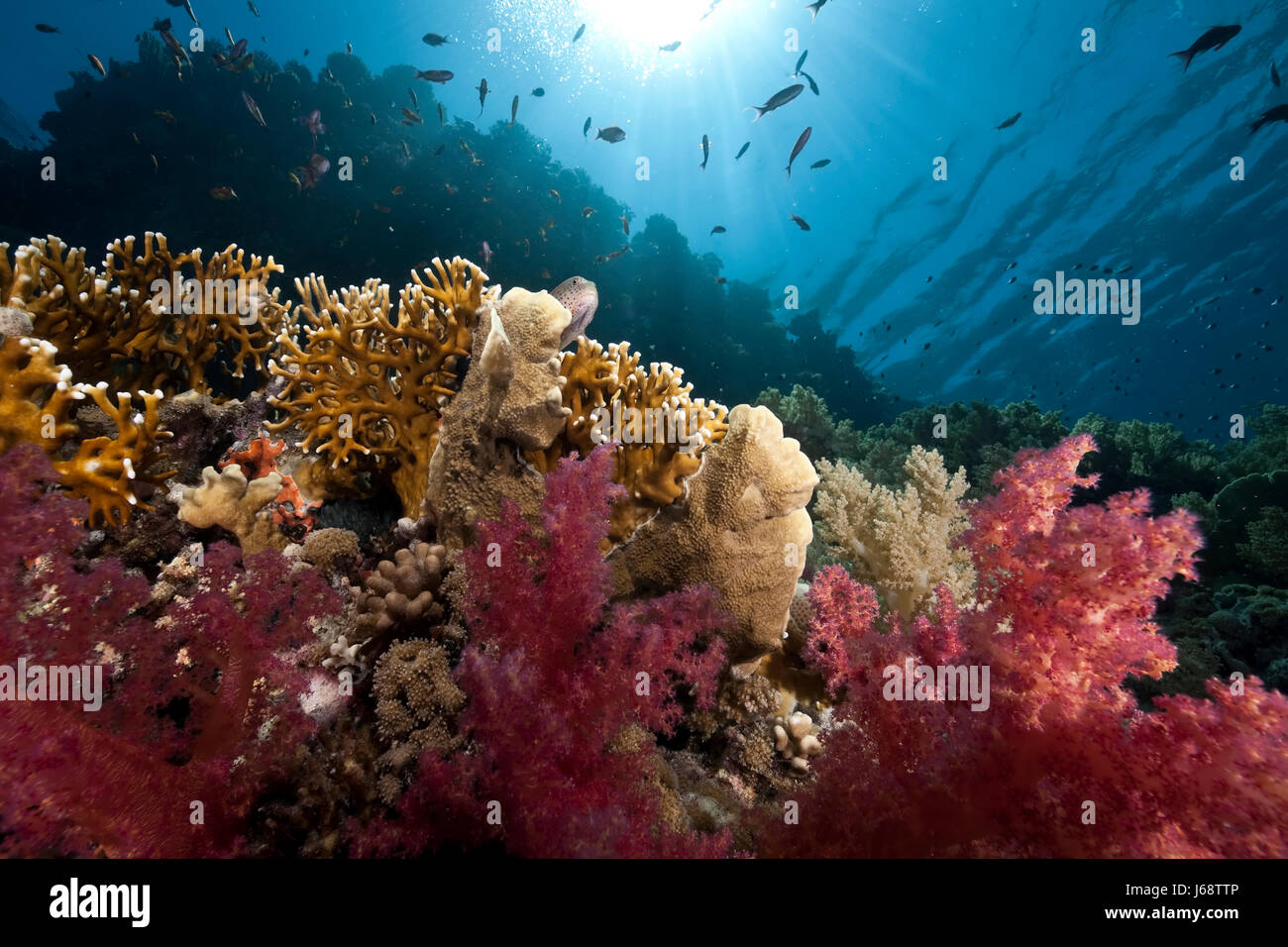 blue animal fish sunlight underwater ray exotic wet sunbeam sunshine ...