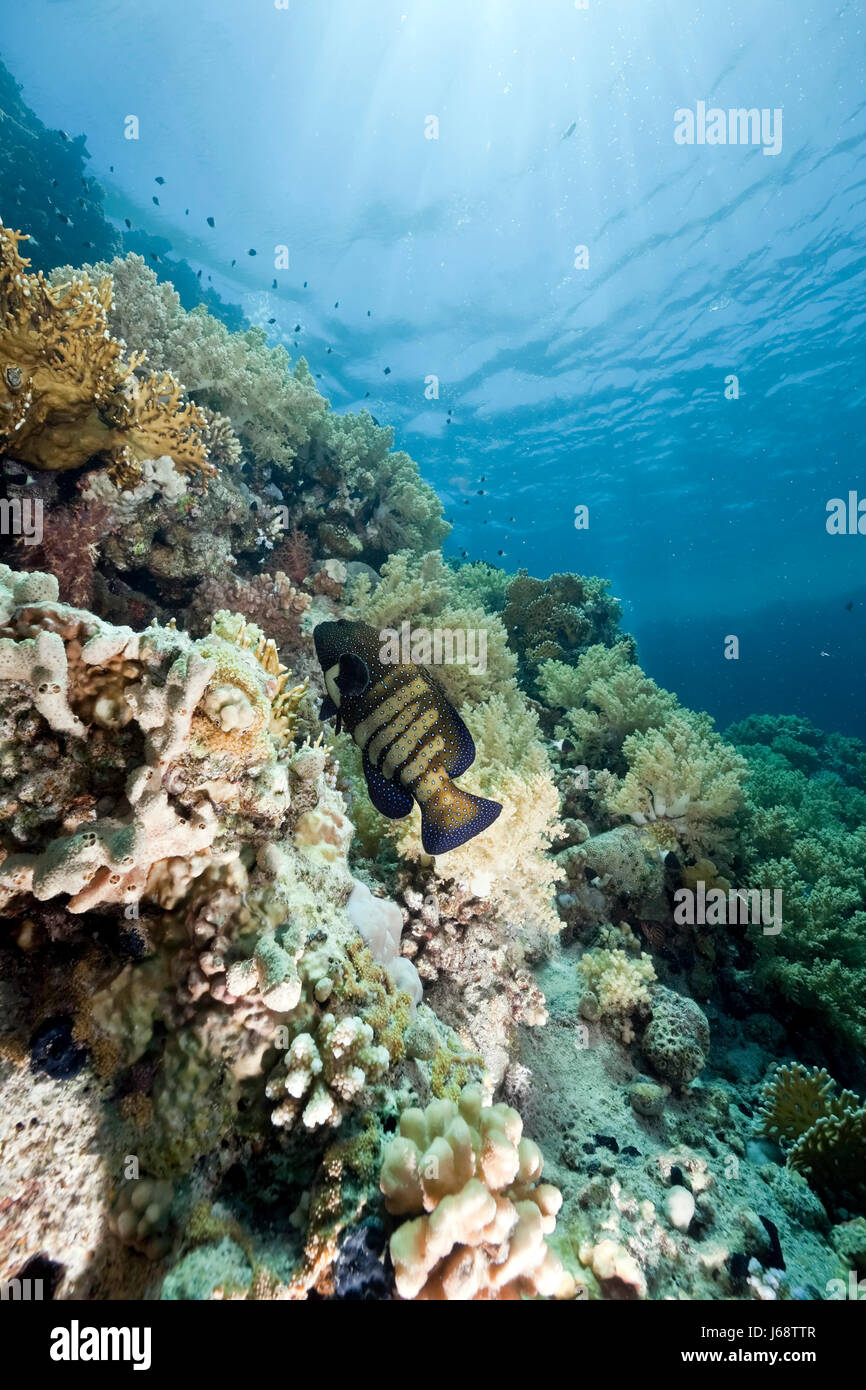 blue animal fish sunlight underwater ray exotic wet sunbeam sunshine ...