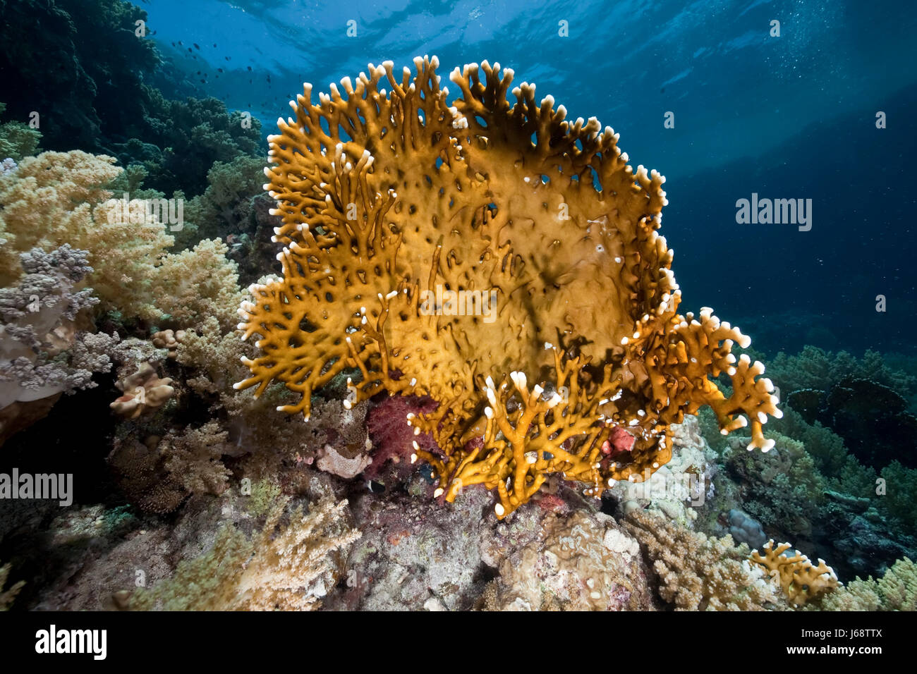 blue animal fish underwater exotic wet tropical navy marine diving ...