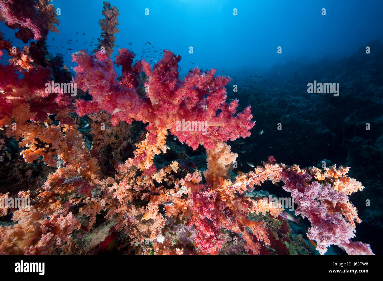 blue animal fish underwater exotic wet tropical navy marine diving ...