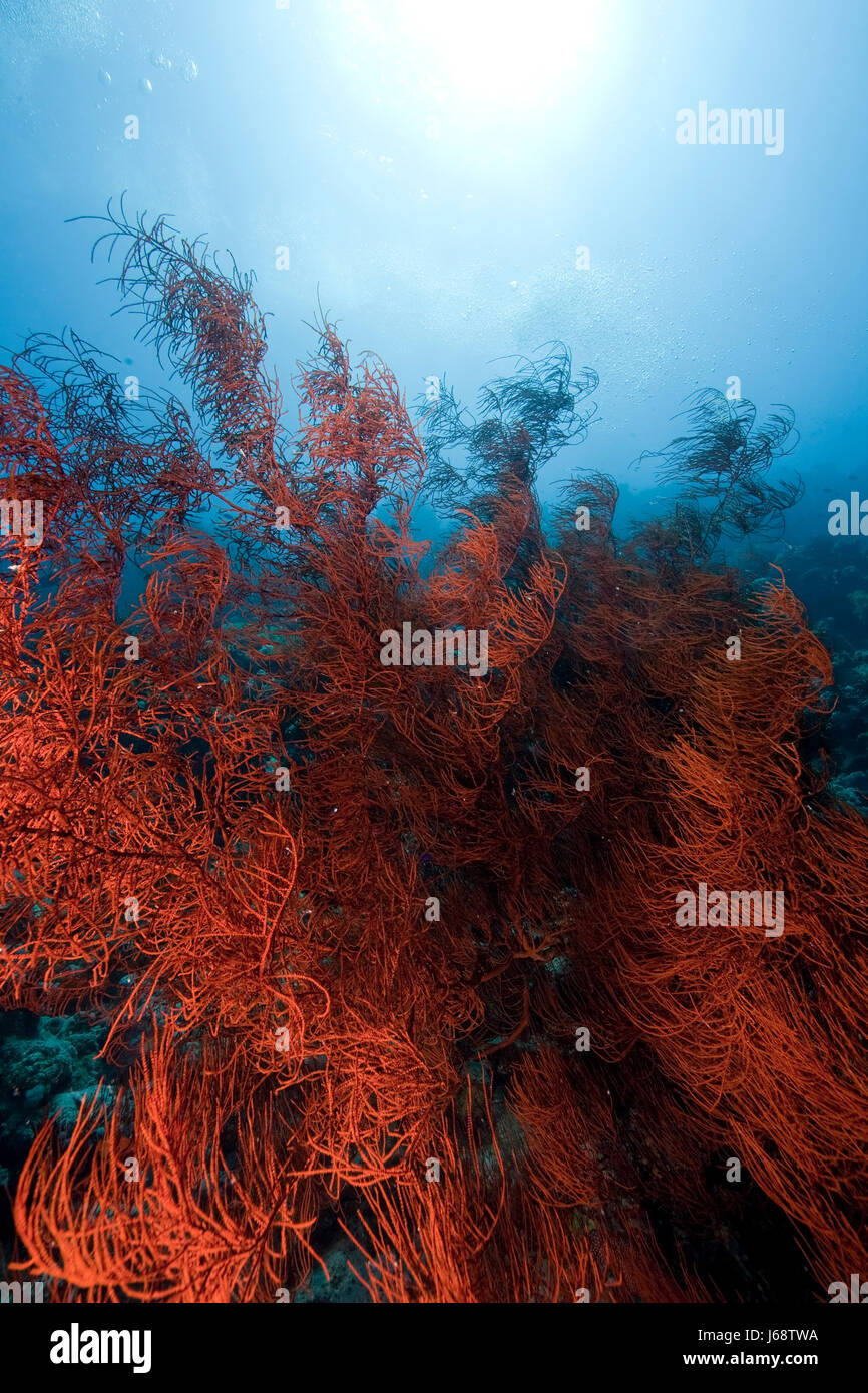 blue animal fish sunlight underwater ray exotic wet sunbeam sunshine ...