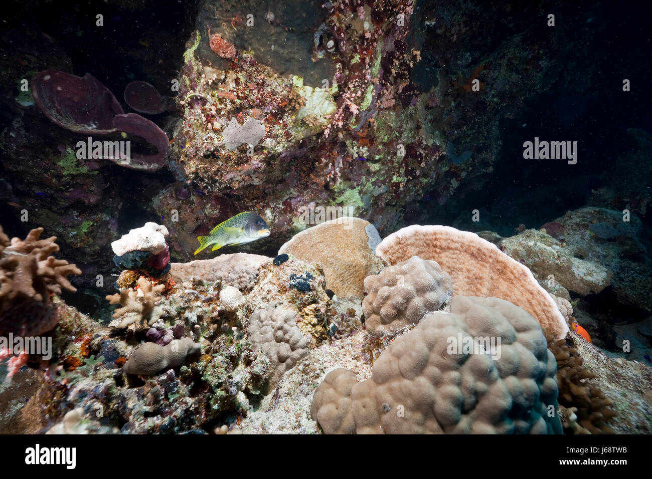 blue animal fish underwater exotic wet tropical navy marine diving ...