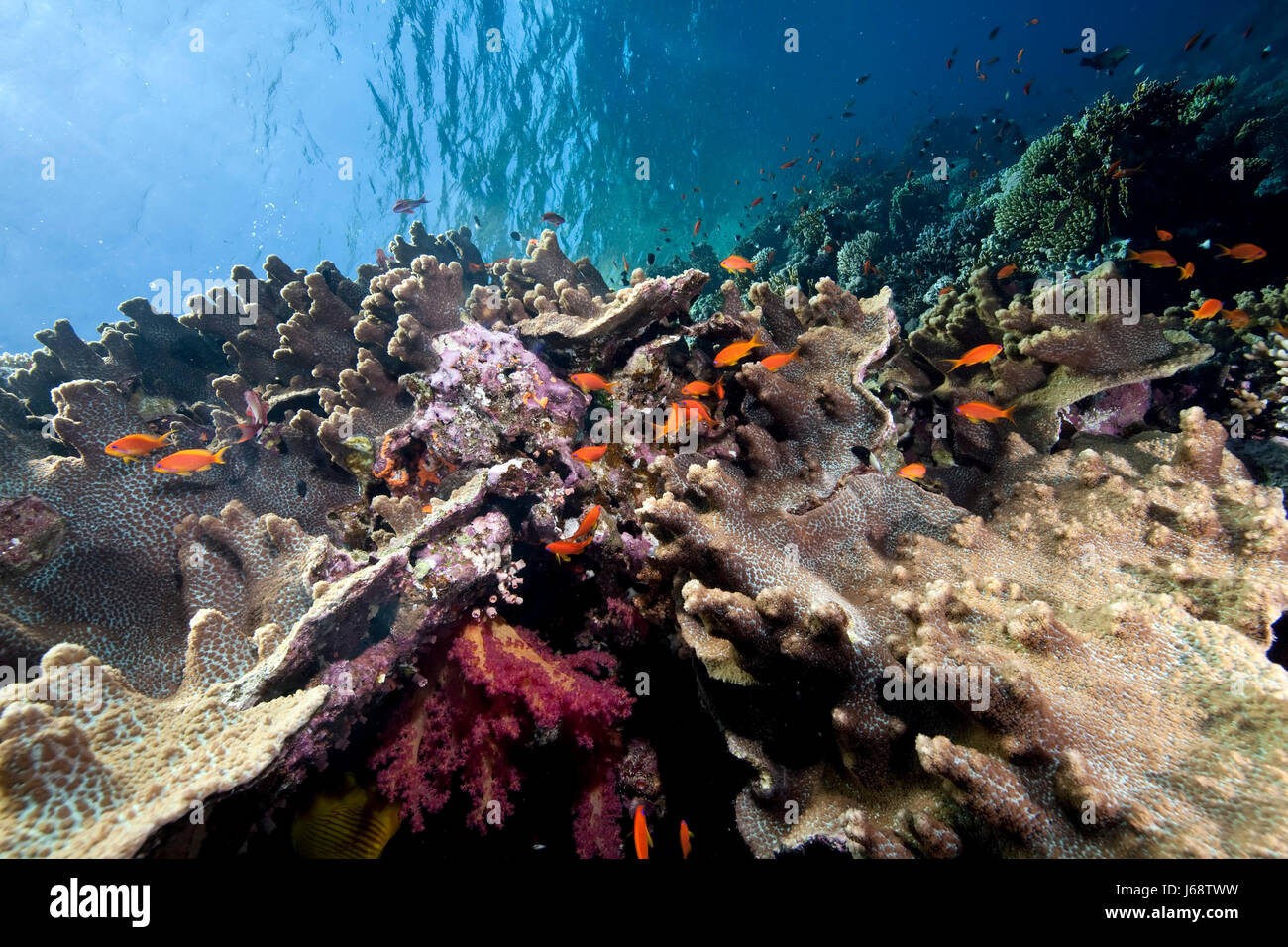 blue animal fish underwater exotic wet tropical navy marine diving ...