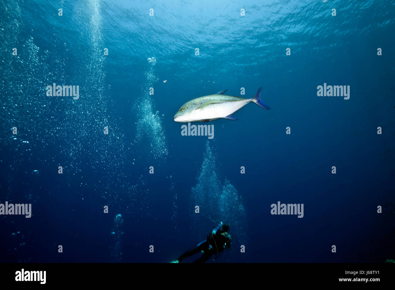 blue animal fish sunlight underwater ray exotic wet sunbeam sunshine ...