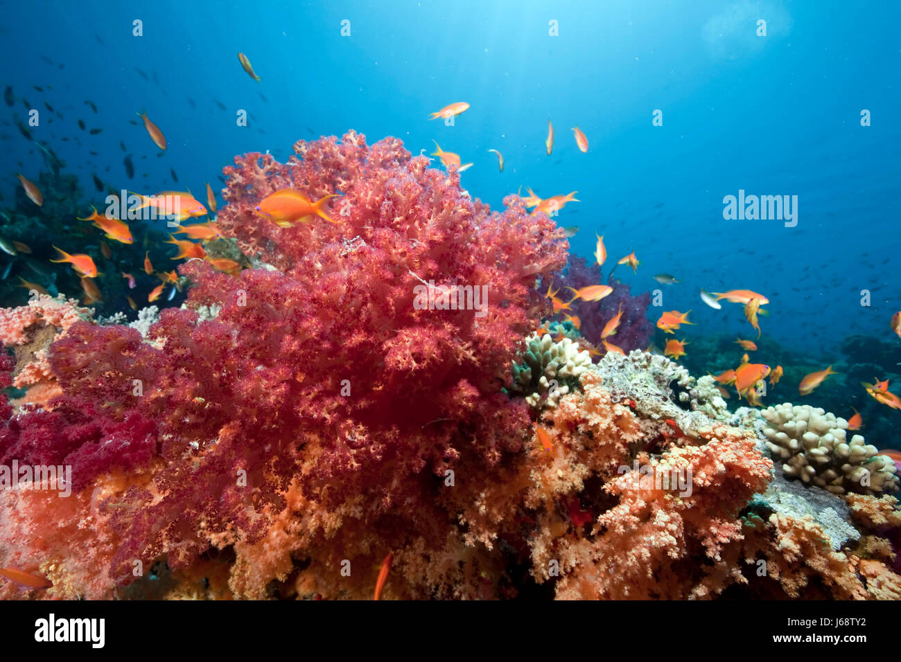 blue animal fish sunlight underwater ray exotic wet sunbeam sunshine ...
