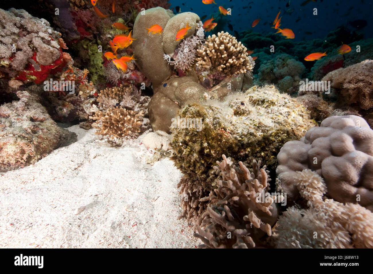 blue animal fish underwater exotic wet tropical navy marine ripple ...