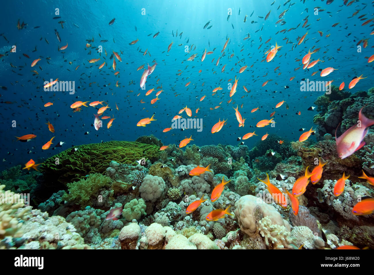 blue animal fish sunlight underwater ray exotic wet sunbeam sunshine ...