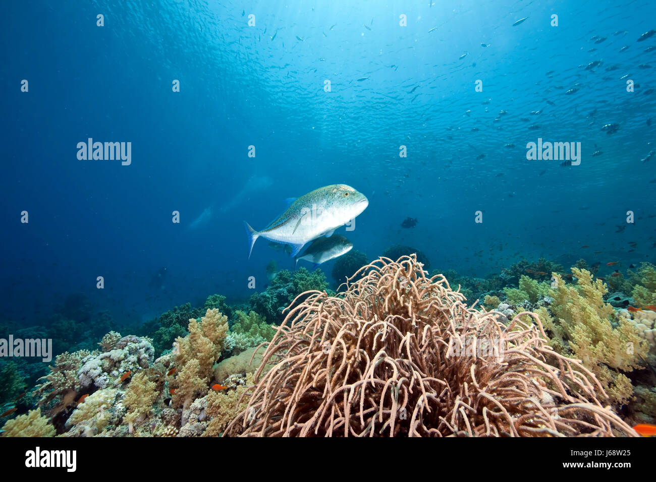 blue animal fish sunlight underwater ray exotic wet sunbeam sunshine ...