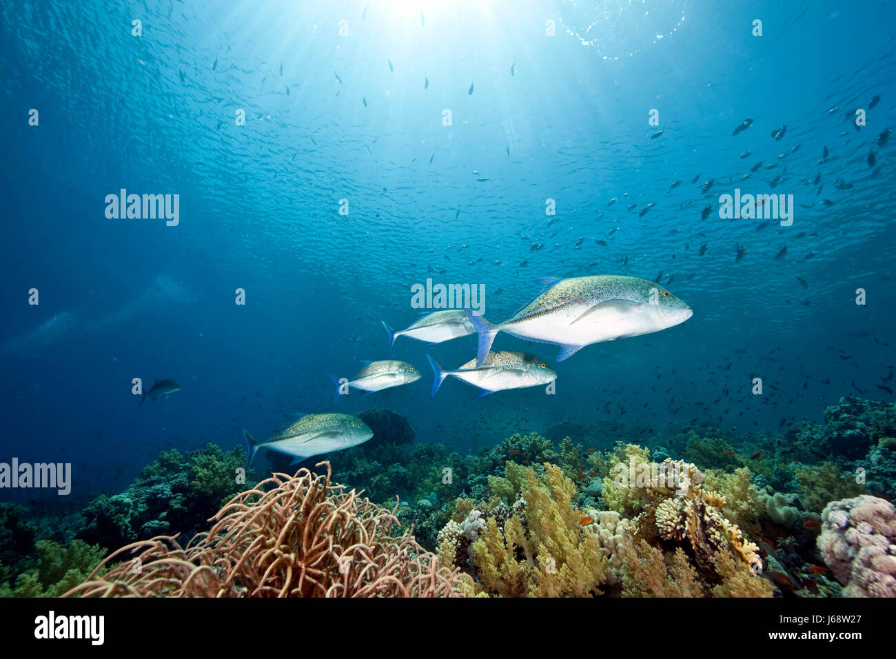 blue animal fish sunlight underwater ray exotic wet sunbeam sunshine ...