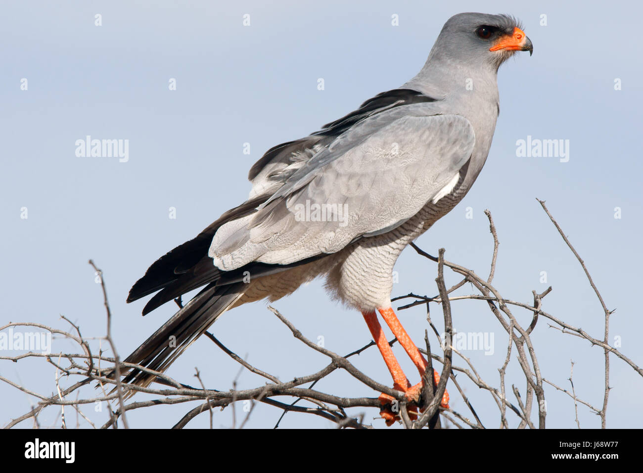 animal bird falcon wildlife eagle hawk game tournament play playing ...