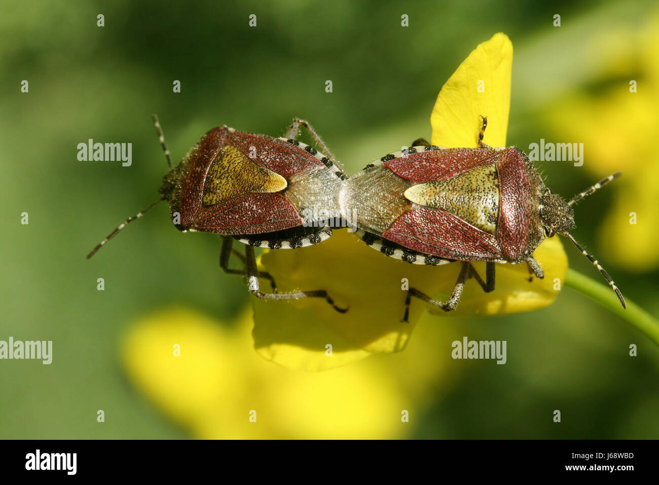propagation bug mating mate macro close-up macro admission close up ...