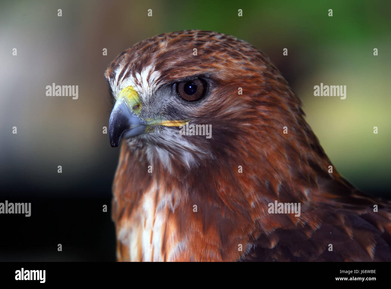 animal bird beak hawk animal bird green fauna wild hunter eyes wing ...