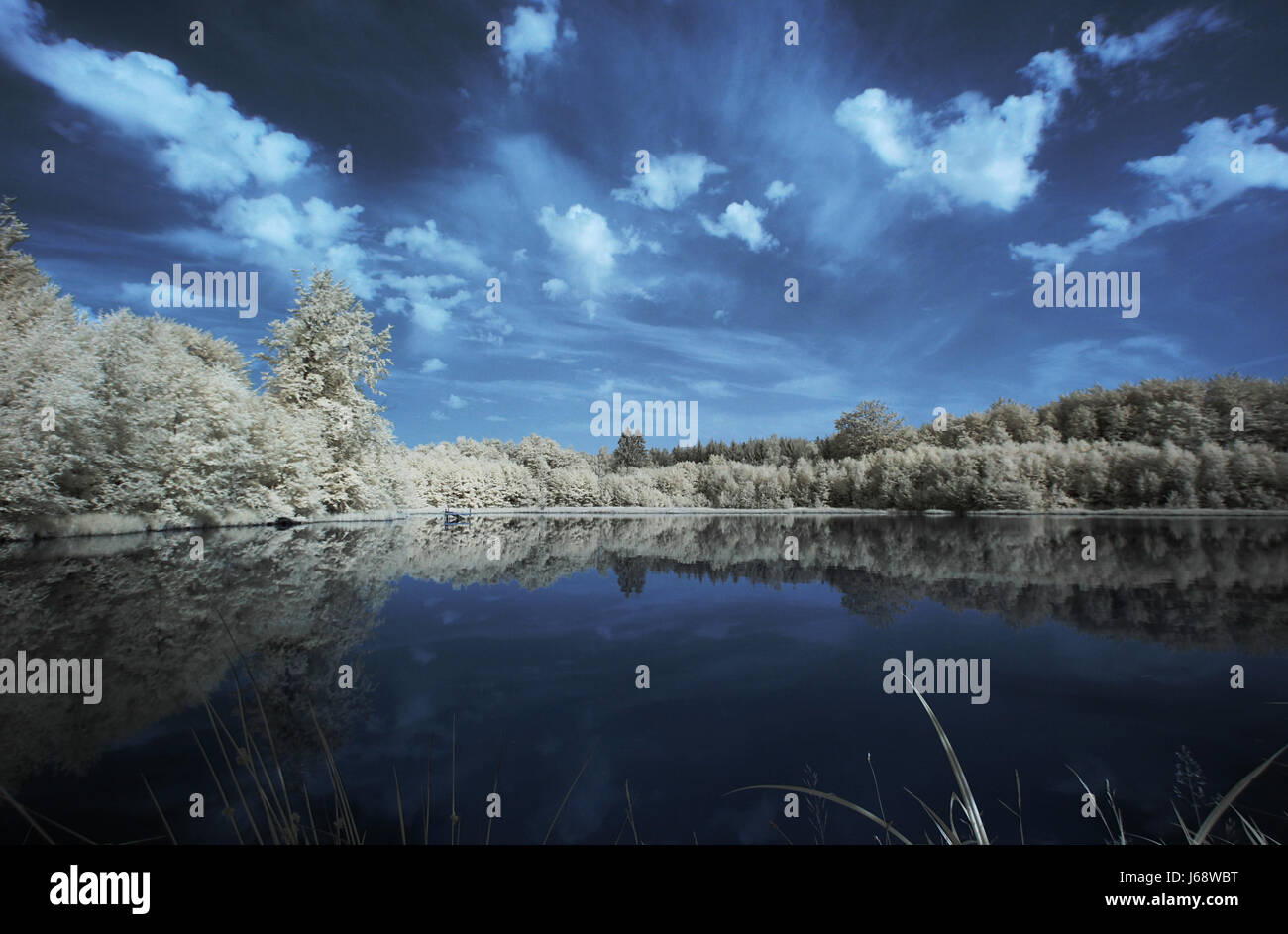 tree branch fresh water pond water infrared salt water sea ocean forest ...