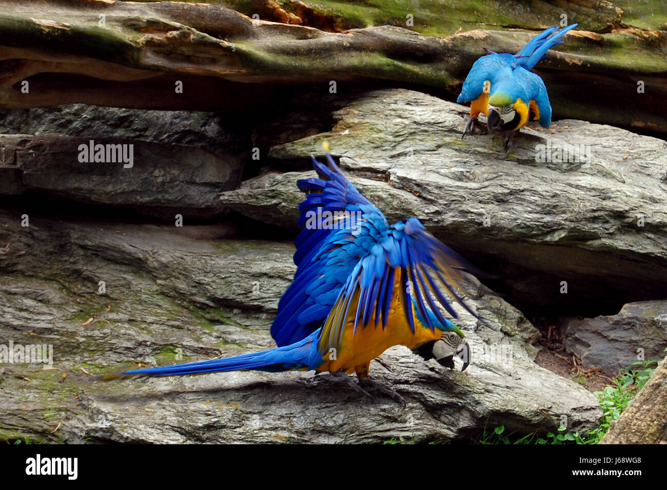 animal bird animals birds beak beaks feather parrot nature animal bird ...