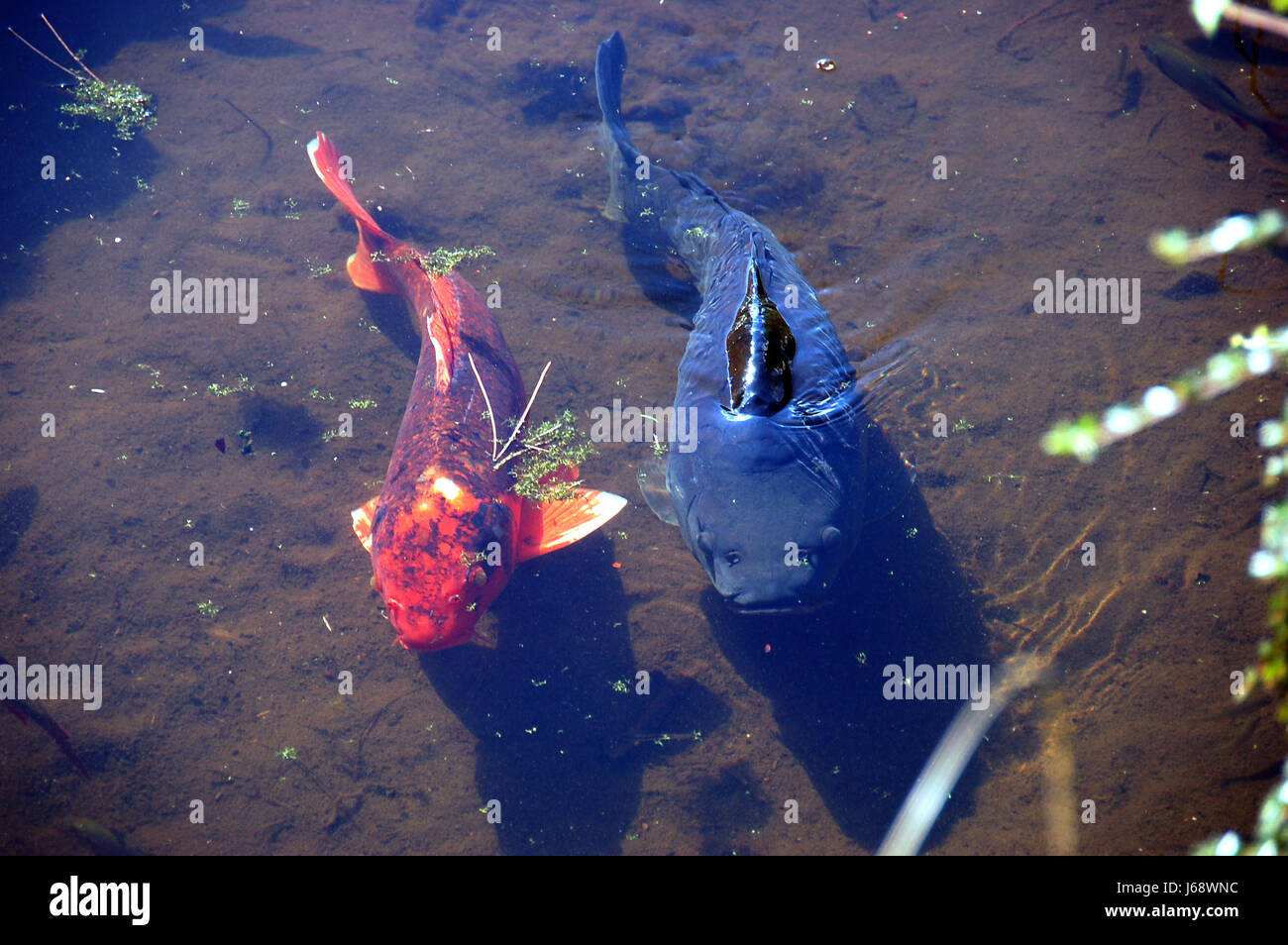 blue fish fresh water pond water carp land realty ground red animal ...