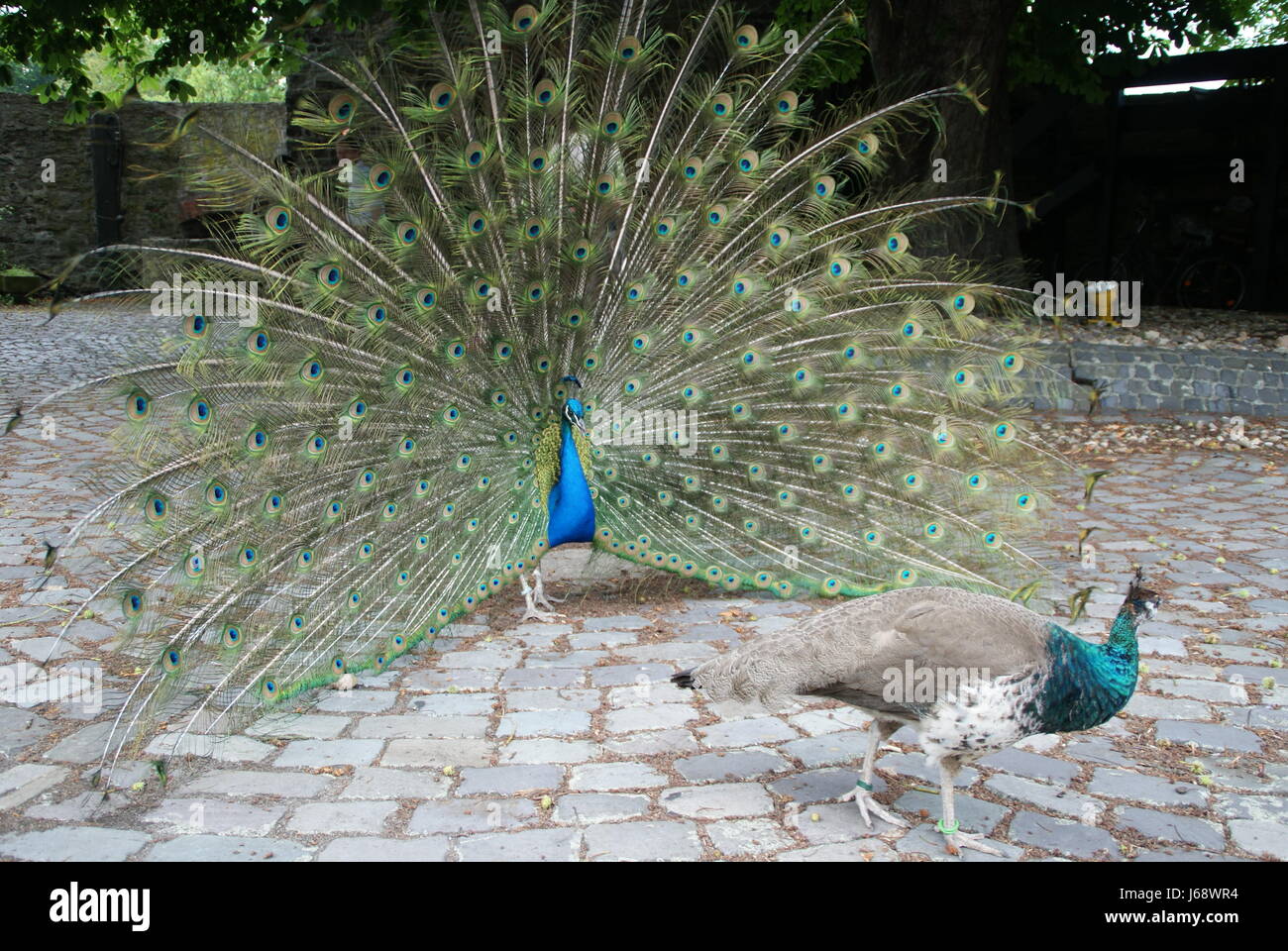 Flirting peacock hi-res stock photography and images - Alamy